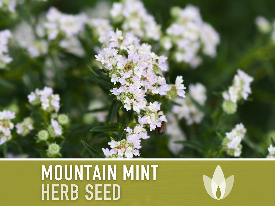 Mountain Mint Seeds - Heirloom Seeds, Medicinal Plant, Minty White ...