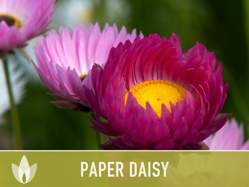 Paper Daisy Flower Seeds Heirloom Seeds Everlasting - Etsy