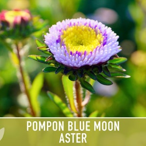 Aster, Pompon Blue Moon Flower Seeds - Heirloom Seeds, China Aster ...