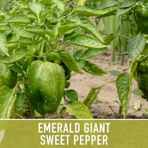 Emerald Giant Sweet Pepper Heirloom Seeds - Bell Pepper, Stuffed ...