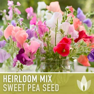 Sweet Pea, Heirloom Seed Mix - 25 Seeds - Heirloom Flower Seeds, Cottage Garden, Container ...