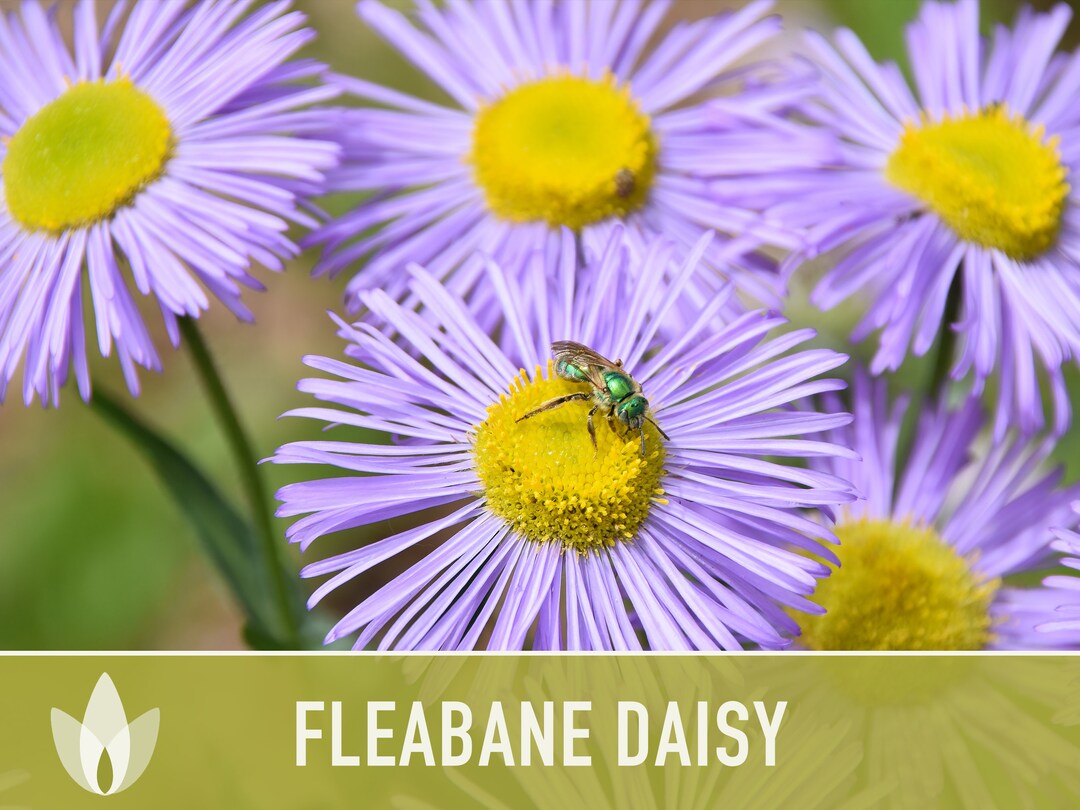 Fleabane Daisy Flower Seeds Dainty Daisy, Aspen Daisy, Showy Daisy ...