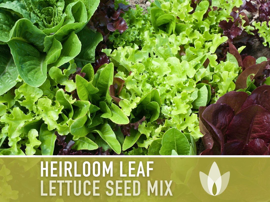 Heirloom Leaf Lettuce Mix Heirloom Seeds - Black-seeded Simpson, Lollo ...