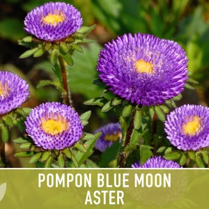 Aster, Pompon Blue Moon Flower Seeds - Heirloom Seeds, China Aster ...