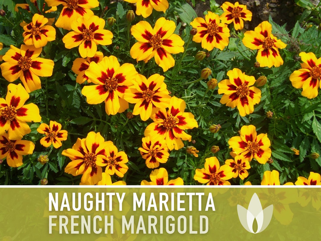 French Marigold (tagetes Patula) Naughty Marietta Seeds - Heirloom ...
