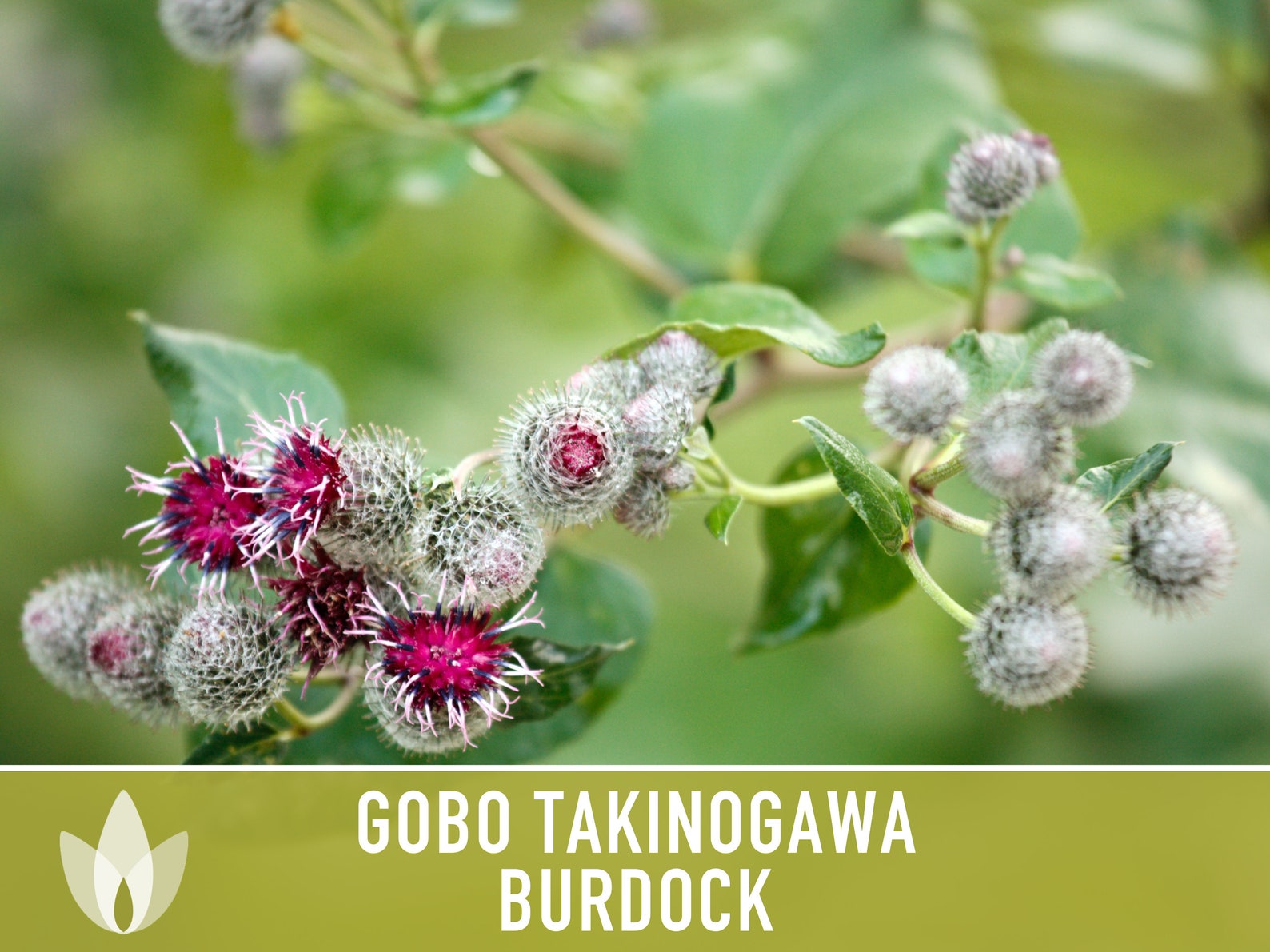 Takinogawa Gobo Burdock Seeds - Heirloom Asian Vegetable Herb - Etsy