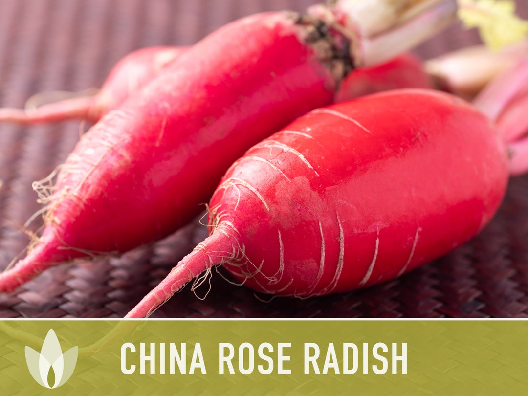 China Rose Radish Heirloom Seeds - Etsy