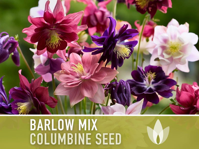 Barlow Columbine Flower Seeds | 20+ Heirloom Double Blooms, Star-shaped ...
