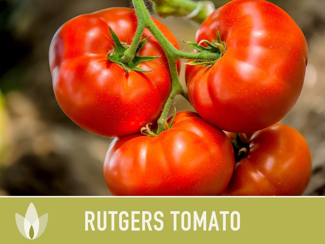 Rutgers Tomato Heirloom Seeds - Etsy