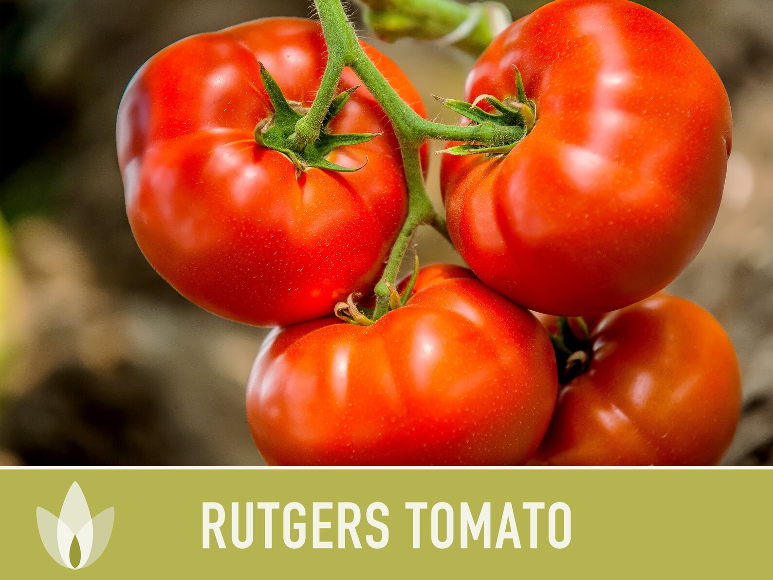 Rutgers Tomato Heirloom Seeds - Etsy