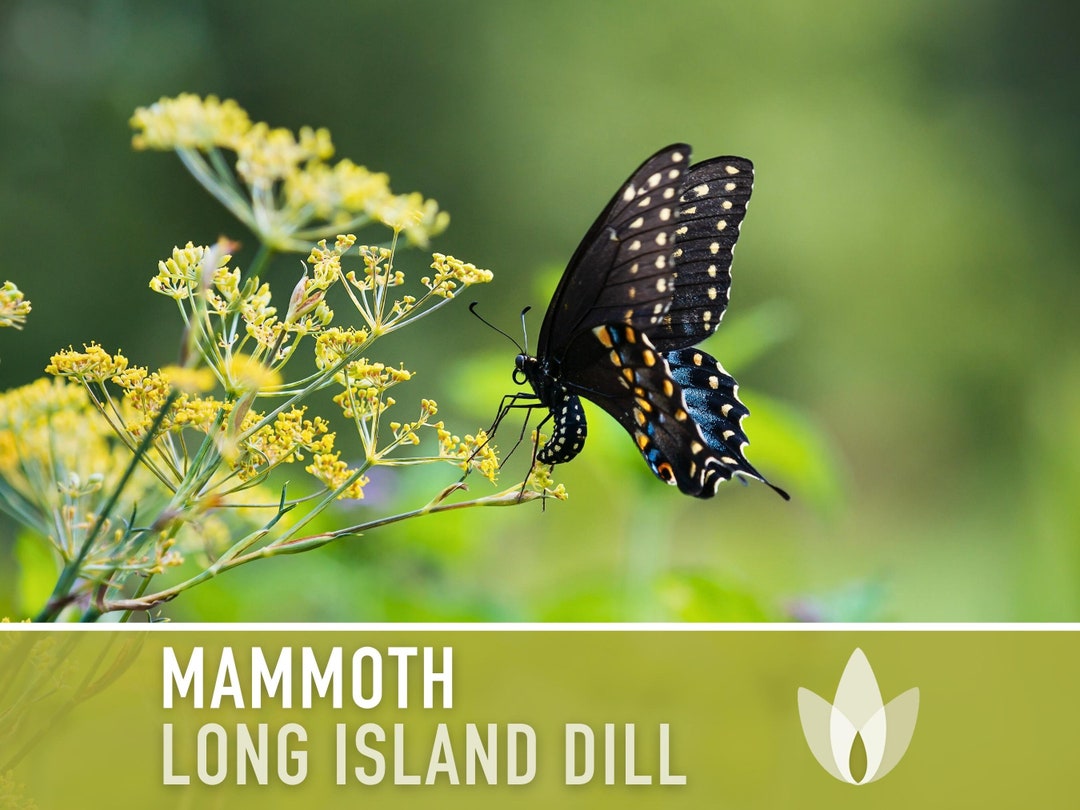 Mammoth Long Island Dill Seeds - Heirloom Pickling Spice, Swallowtail ...