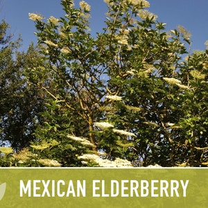Mexican Elderberry Seeds - Heirloom Seeds, Sambucus Mexicana, Medicinal ...