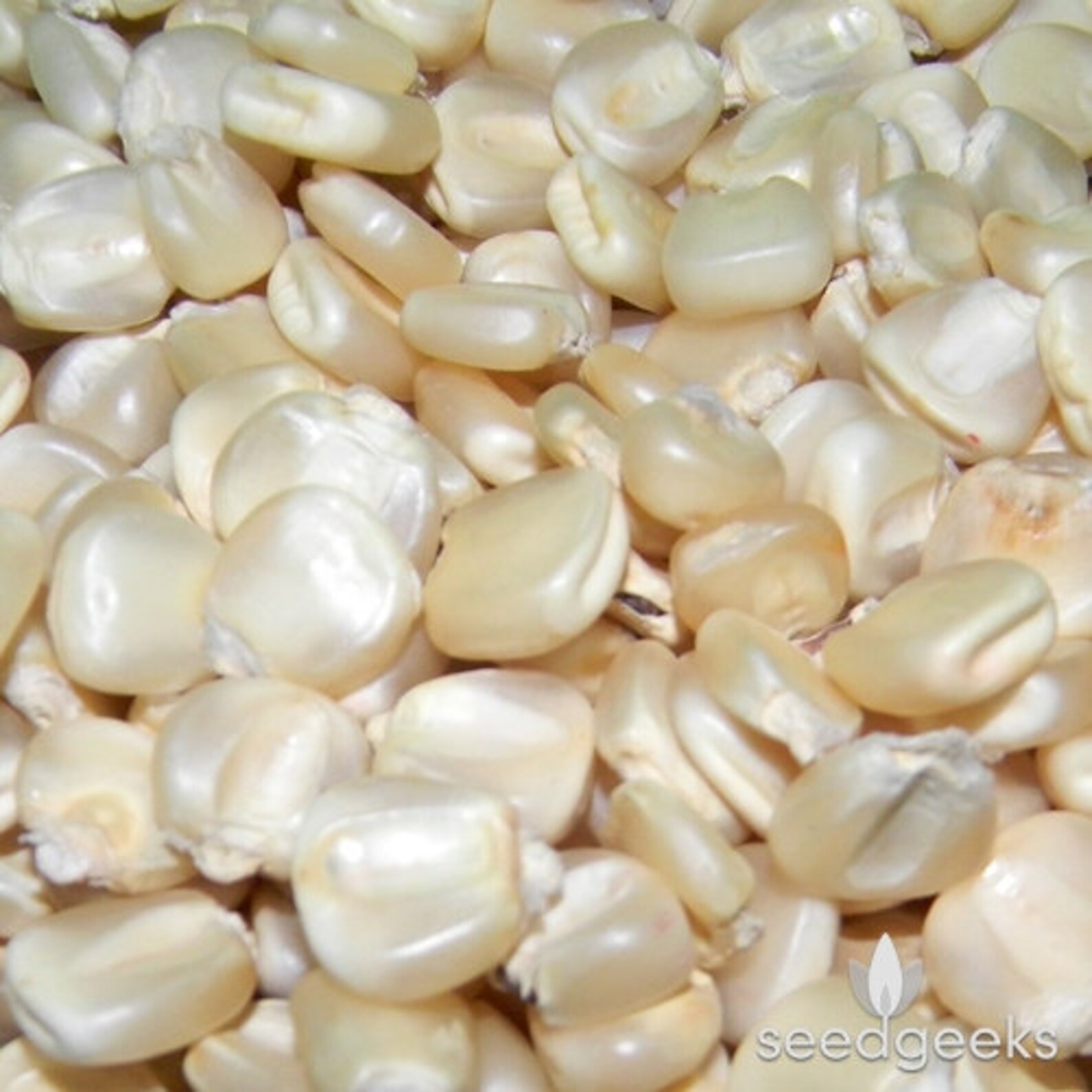 Hickory King Yellow Dent Corn Heirloom Seeds | Etsy