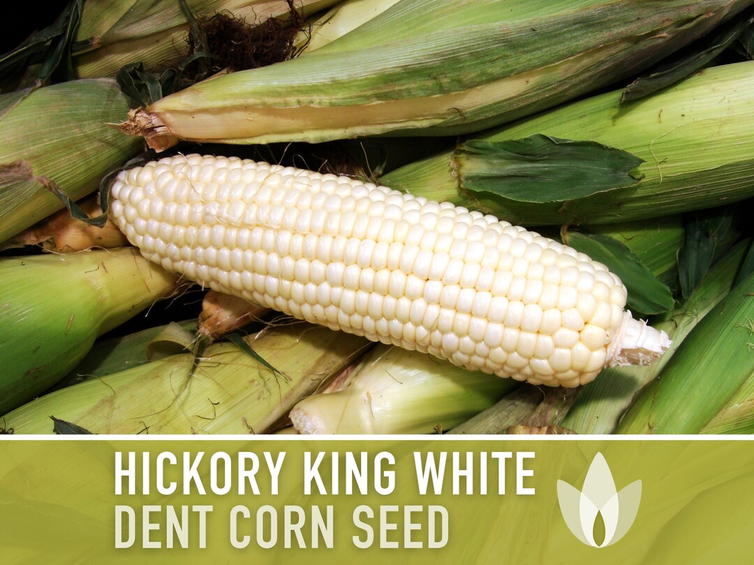 Hickory King White Corn Heirloom Seeds - Dent Corn, Sweet Corn, Milling ...