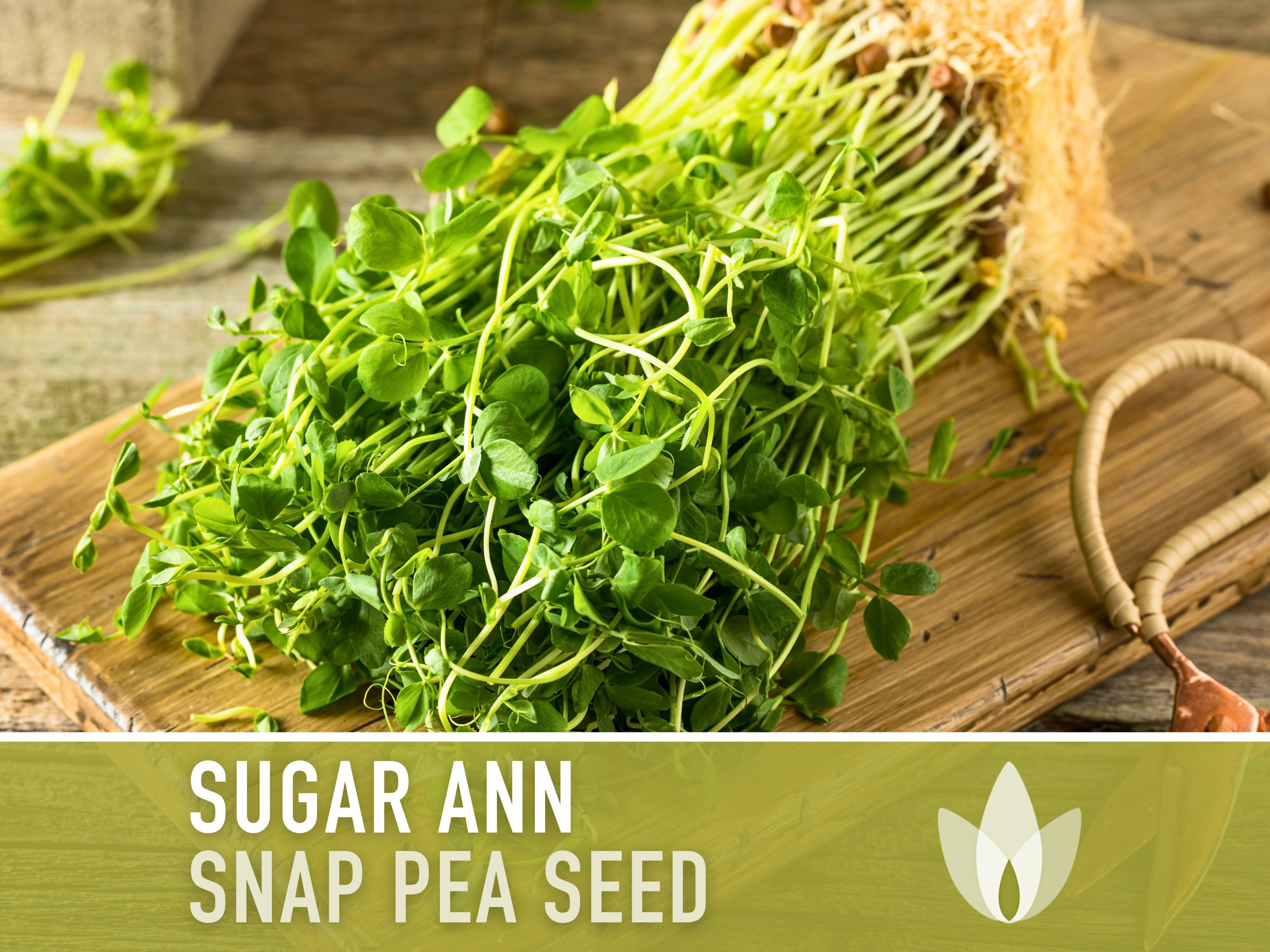 Sugar Ann Snap Pea Seeds - Heirloom Seeds, Container Garden, Open ...
