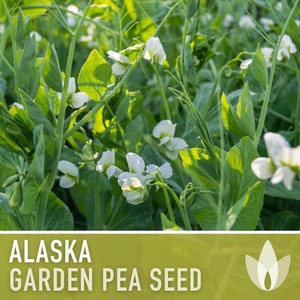 Alaska Garden Pea Seeds – Heirloom, Early Maturing, 60 Seeds - Etsy