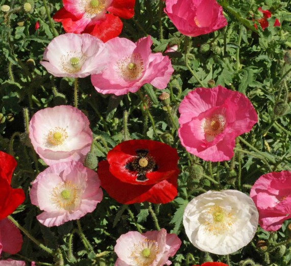 Single Mixed Corn Poppy Heirloom Seeds Flower Seeds Cool - Etsy