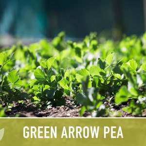 Green Arrow Pea Seeds - Heirloom, Open Pollinated, Canning - Etsy