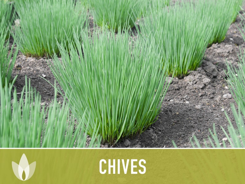 Chives Heirloom Herb Seeds - Etsy