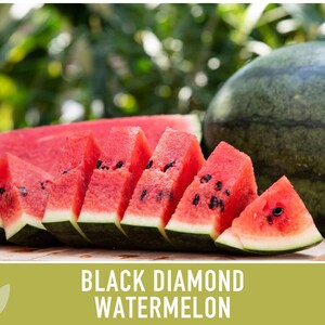 Black Diamond Watermelon Heirloom Seeds - Etsy