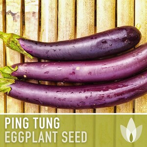 Ping Tung Eggplant Heirloom Seeds - Etsy