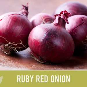 Ruby Red Onion Heirloom Seeds - Etsy