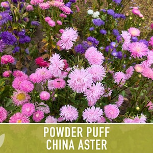 Aster, Powder Puff Flower Seeds - Heirloom Seeds, China Aster, Fluffy ...