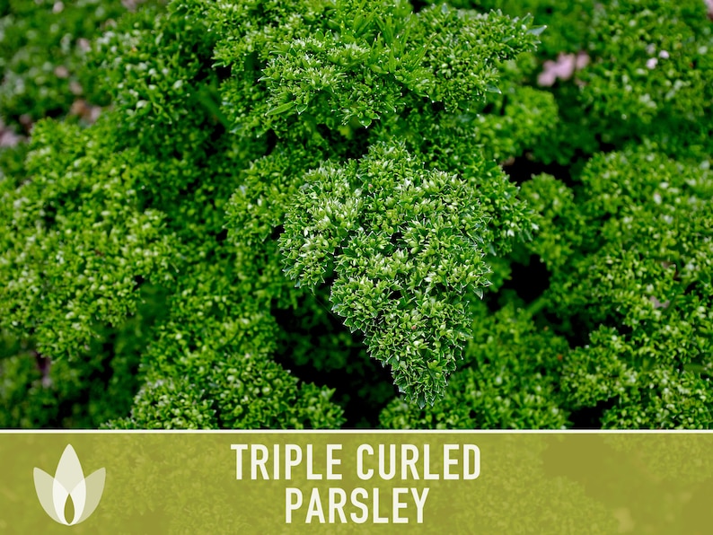 Triple Curled Parsley Herb Heirloom Seeds Moss Curled - Etsy