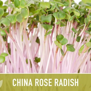 China Rose Radish Heirloom Seeds - Root Vegetables, Fall Garden ...