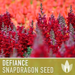 Snapdragon, Defiance Flower Seeds - 100 Heirloom Seeds, Scarlet Red ...