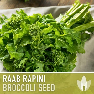 Broccoli Raab Rapini Seeds - Heirloom Seeds, Microgreens, Sprouting ...