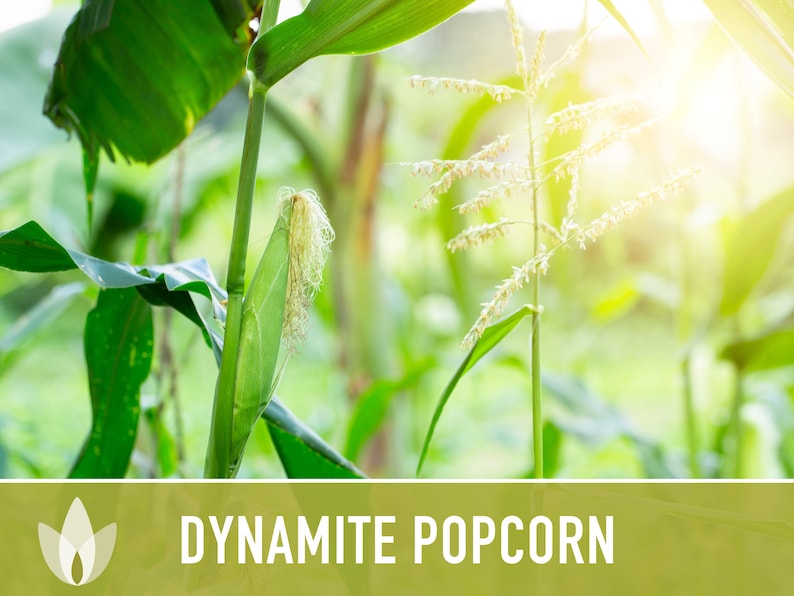 Dynamite south American Yellow Popcorn Seeds Heirloom - Etsy