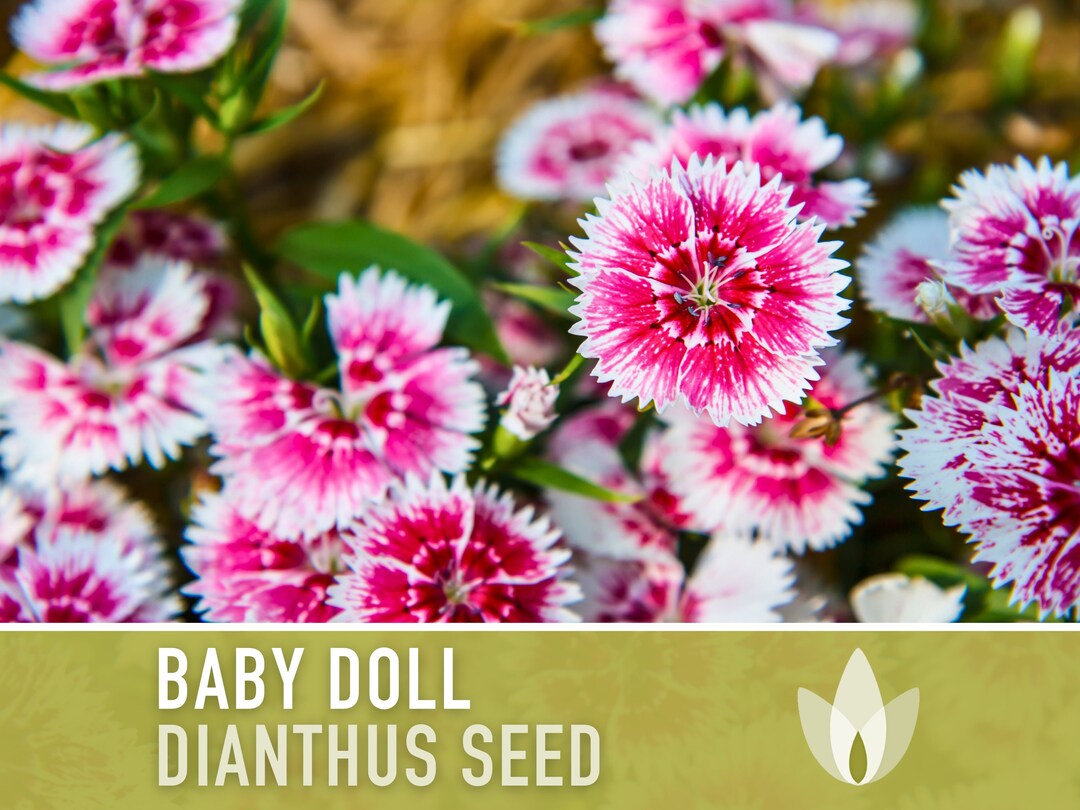 Baby Doll Dianthus Flower Seeds - Heirloom Seeds, Dianthus Mix, Chinese ...