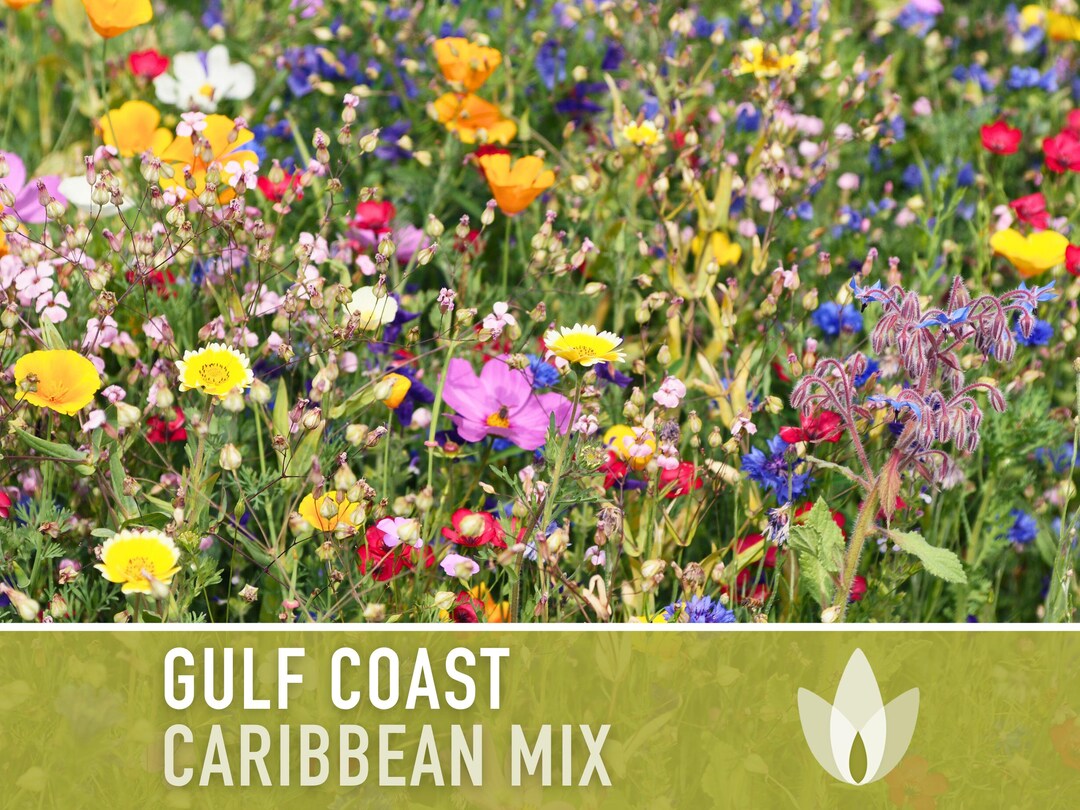Gulf Coast Wildflower Seed Mix – Caribbean Ornamental Landscape, 100 ...