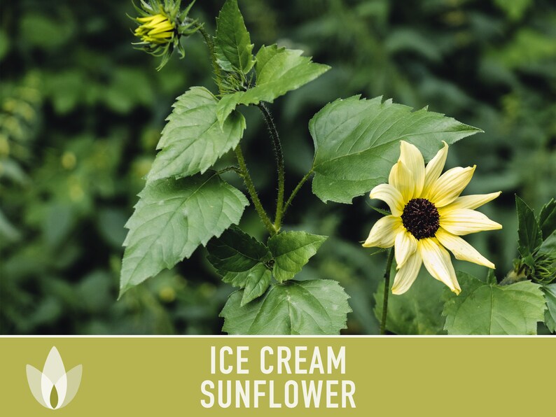 Ice Cream Sunflower Seeds – Heirloom Helianthus, Cream & Yellow - Etsy