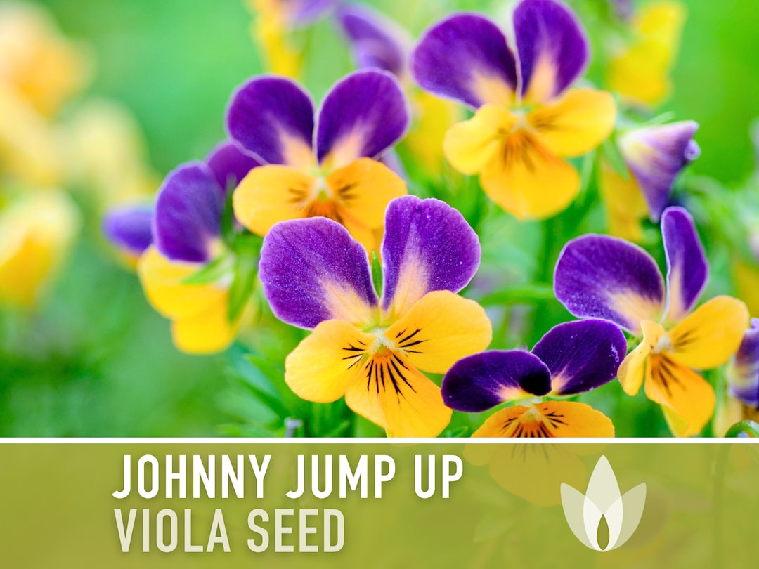 Johnny Jump Up, Helen Mount (viola) Flower Seeds - Heirloom Flower ...