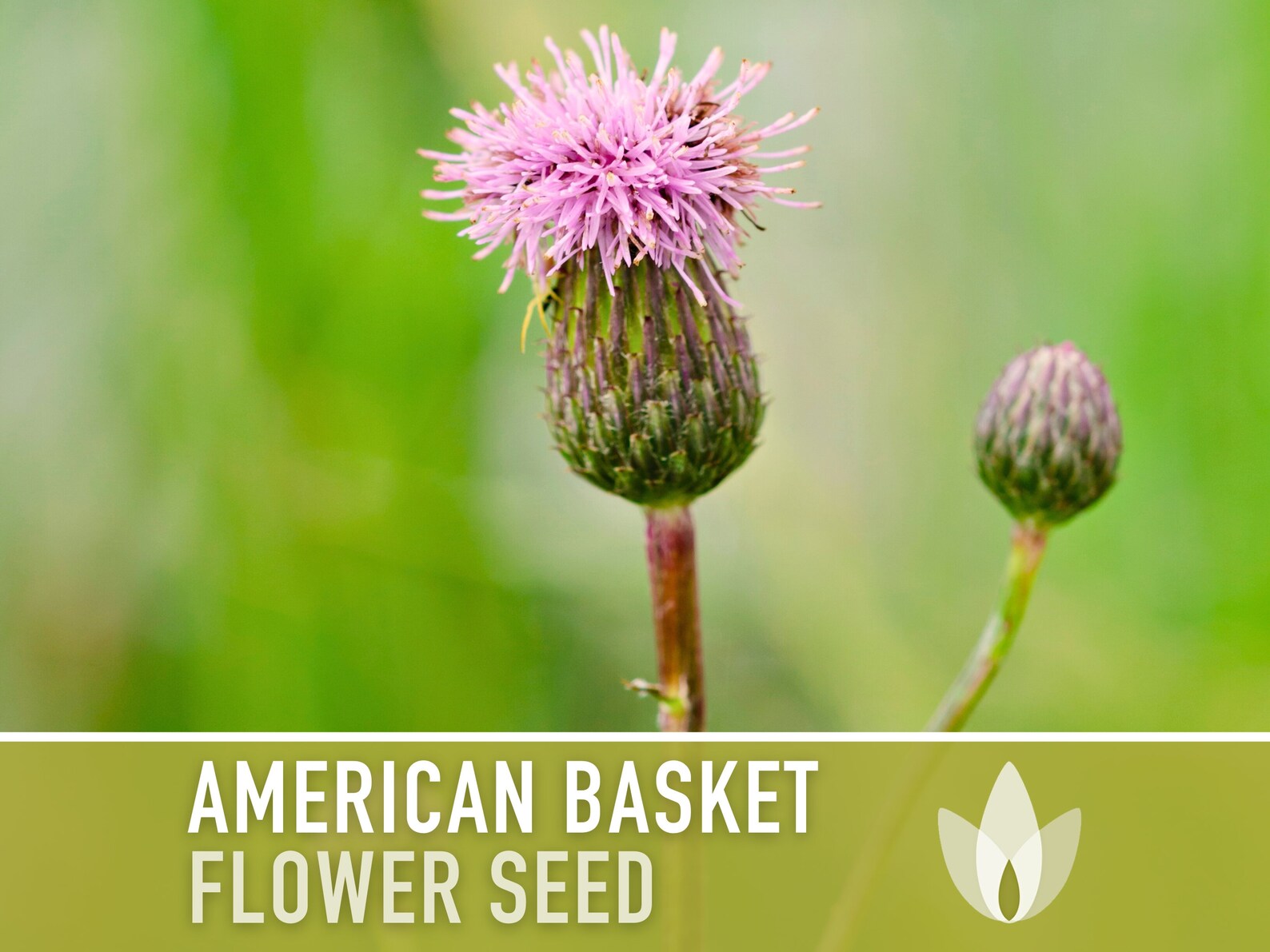 American Basket Flower Seeds – Heirloom Centaurea Americana, Native ...