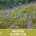 Northern Blazing Star Flower Seeds Heirloom Seeds Native - Etsy