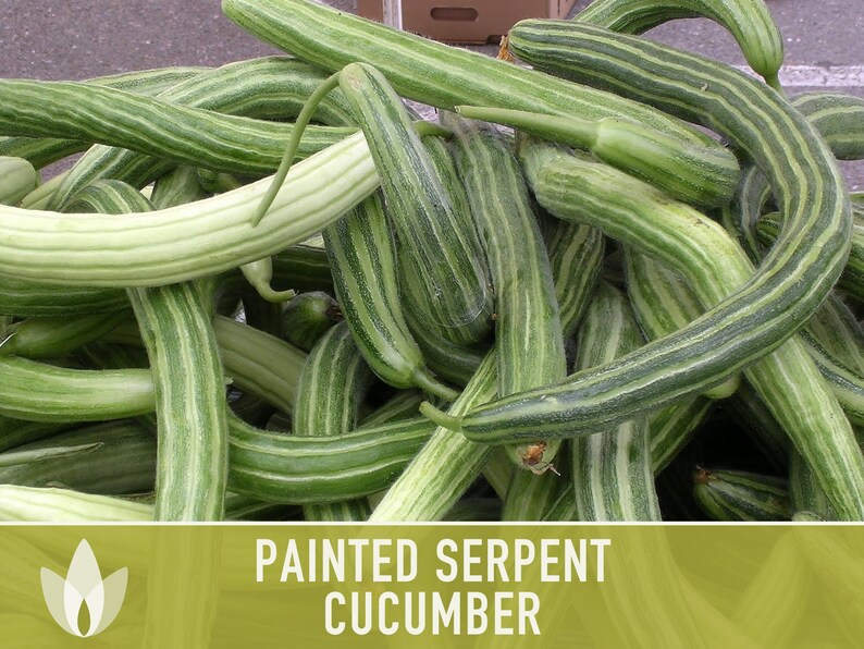 Painted Serpent, Armenian Striped Cucumber Seeds - Heirloom, Organic ...