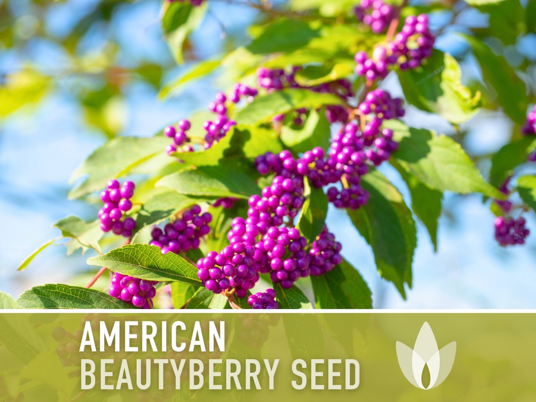 American Beautyberry Seeds Heirloom Seeds, Callicarpa Americana ...