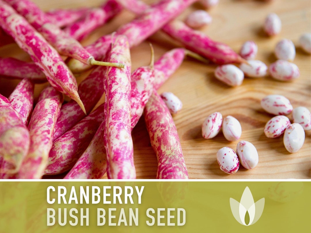 Cranberry Bean Seeds - Heirloom Seeds, Bush Bean, Shelling Bean, Open ...