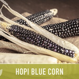 Hopi Blue Corn Heirloom Seeds - Seed Packets, Non-gmo, Open Pollinated ...