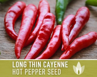 Large Red Thick Cayenne Pepper Seeds | Heirloom | Organic - Etsy