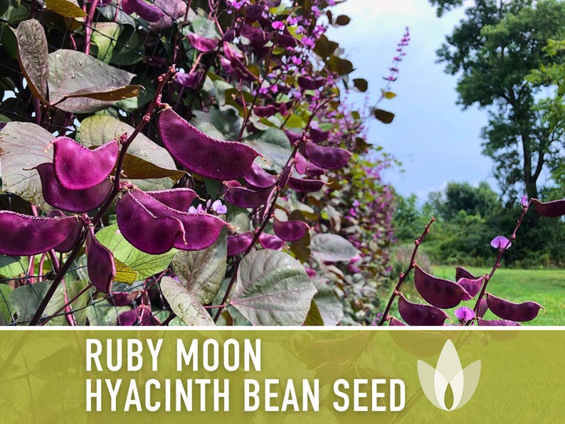 Ruby Moon Hyacinth Bean Seeds | Heirloom, Open Pollinated, Non-gmo ...