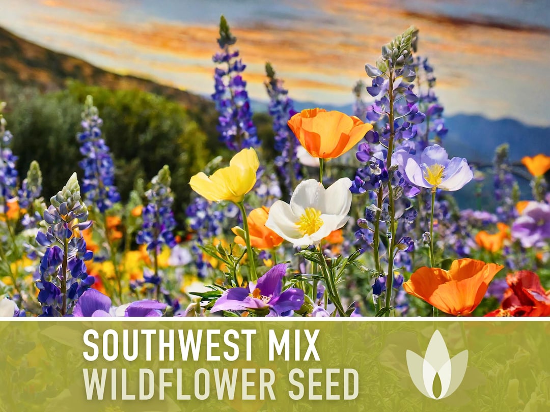 Southwest Wildflower Seed Mix - 100+ Heirloom Seeds, Native Flowers ...