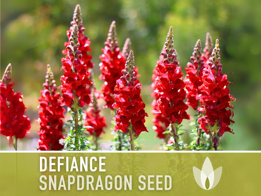 Scarlet Red Snapdragon Seeds, Defiance Heirloom Variety, 100 Seeds - Etsy