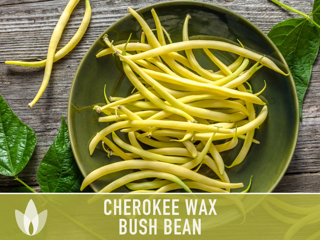 Cherokee Wax Bush Bean Seeds Heirloom Frozen Beans Canned - Etsy