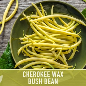 Cherokee Wax Bush Bean Heirloom Seeds - Etsy