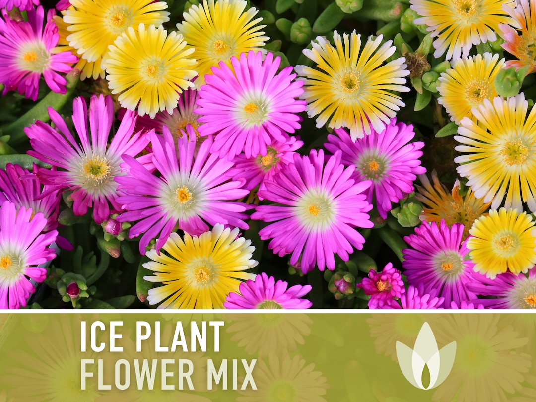 Ice Plant Mix Flower Seeds - 150 Heirloom Seeds, Ground Cover ...