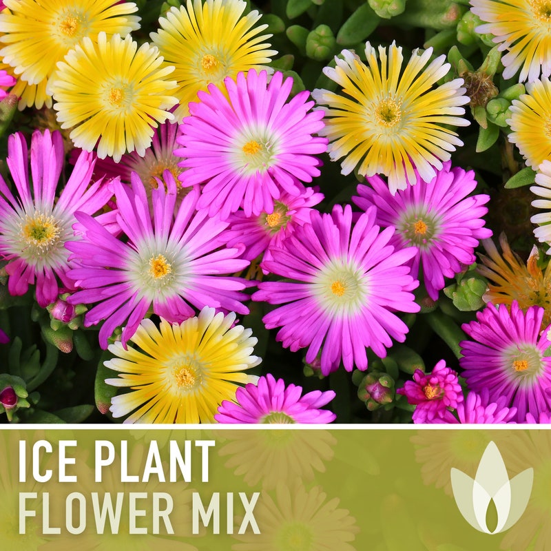 Ice Plant - Etsy